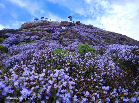 Neelakurinji Flowers - Study Page